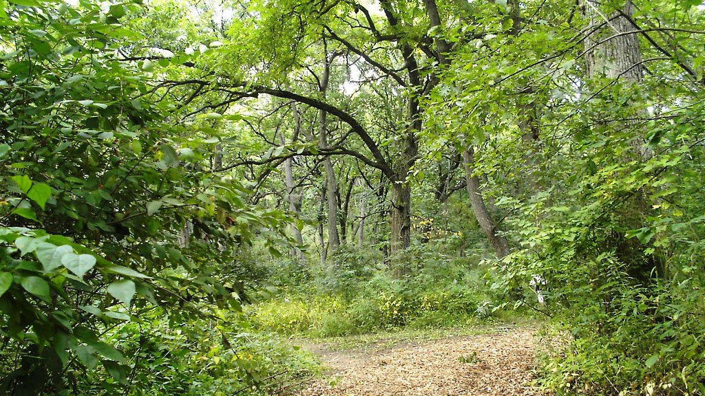 In an Illinois forest, many buds are forming earlier and leaves are ...