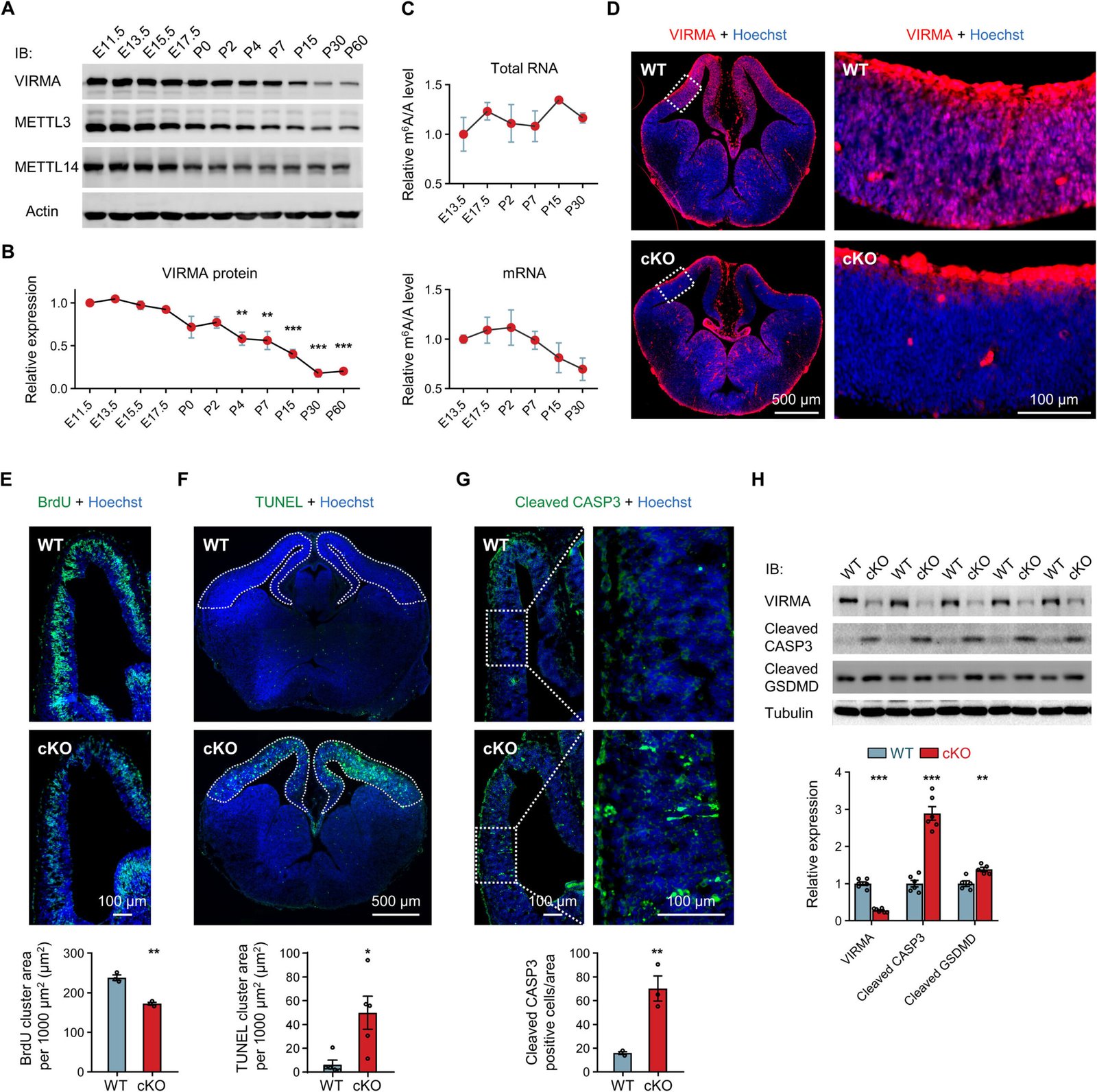 Researchers uncover novel mechanism for regulating ribosome biogenesis ...