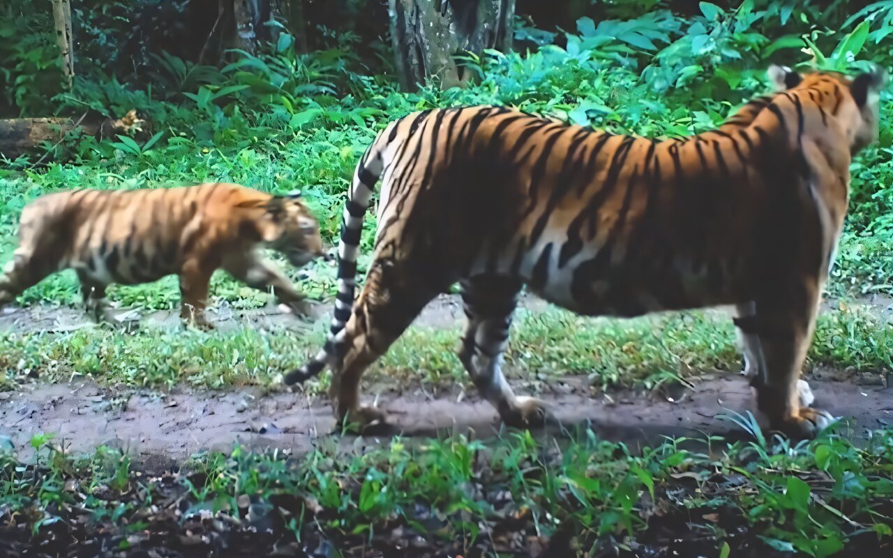 Thailand credits prey releases for ‘extraordinary’ tiger recovery - May ...
