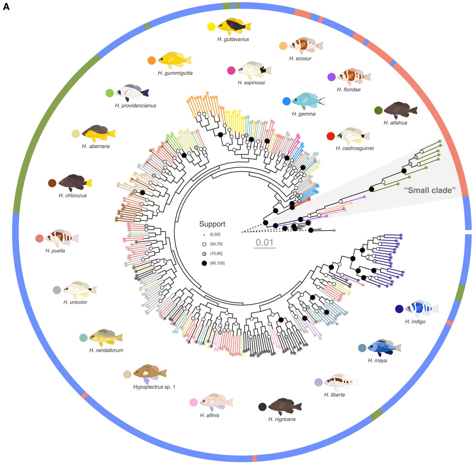 Genetic study of Caribbean hamlets questions traditional definitions of ...