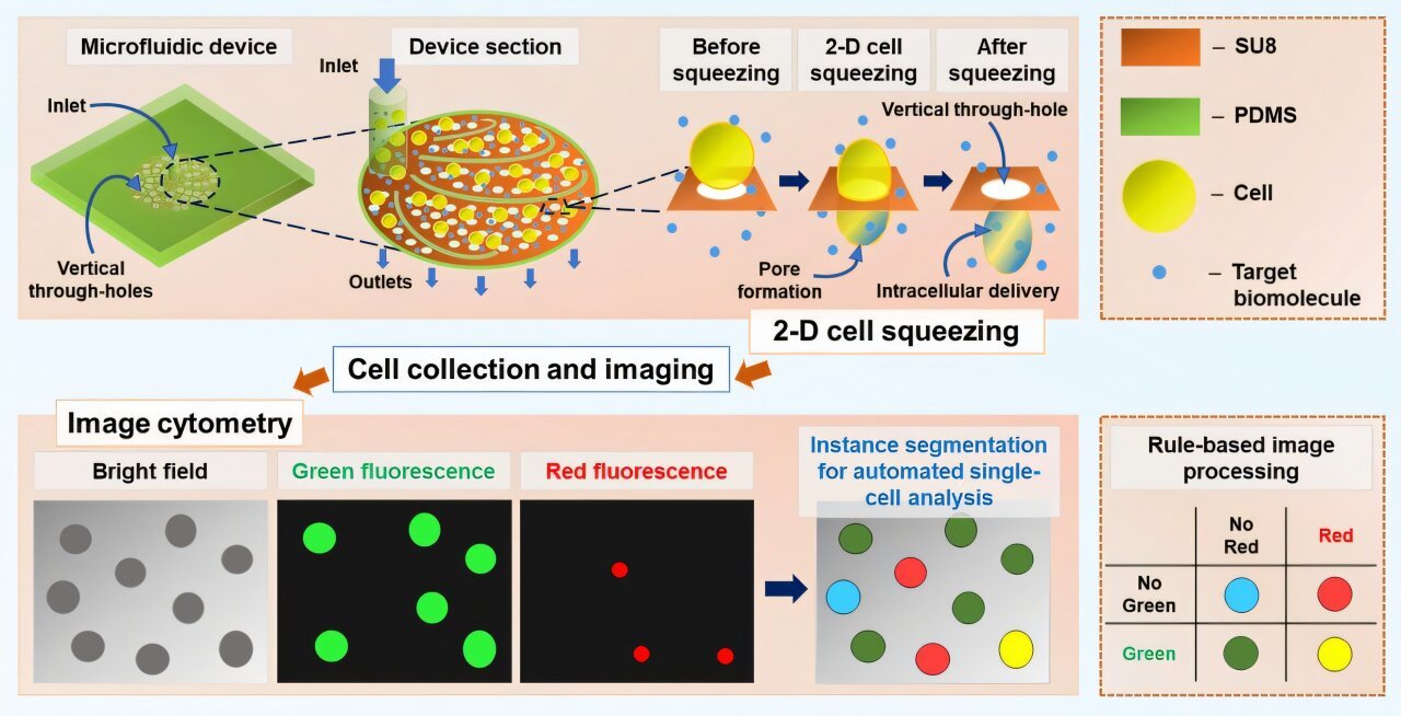 Parallel microdevice with AI-powered single-cell analysis enables rapid ...