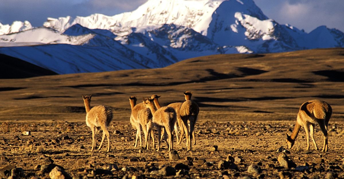 In wind-swept Andes, this (sustainable) wool is worth more than gold ...