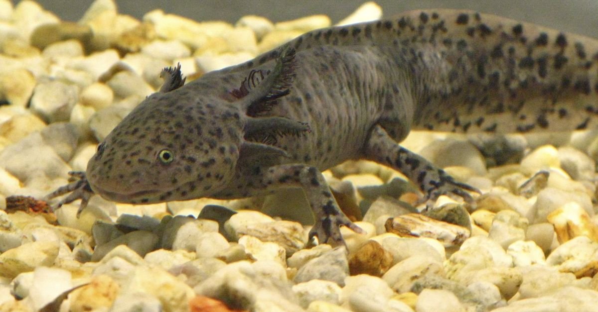News spotlight: Study offers hope for endangered axolotl - June 2025