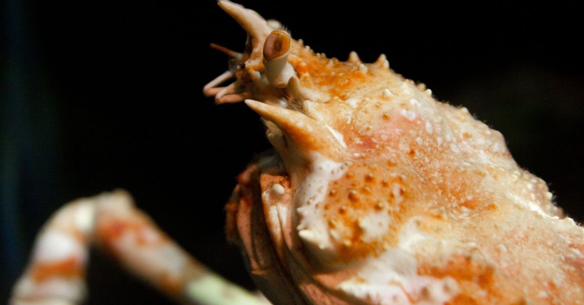 News spotlight: What happened to Alaska’s snow crabs? Scientists have a ...