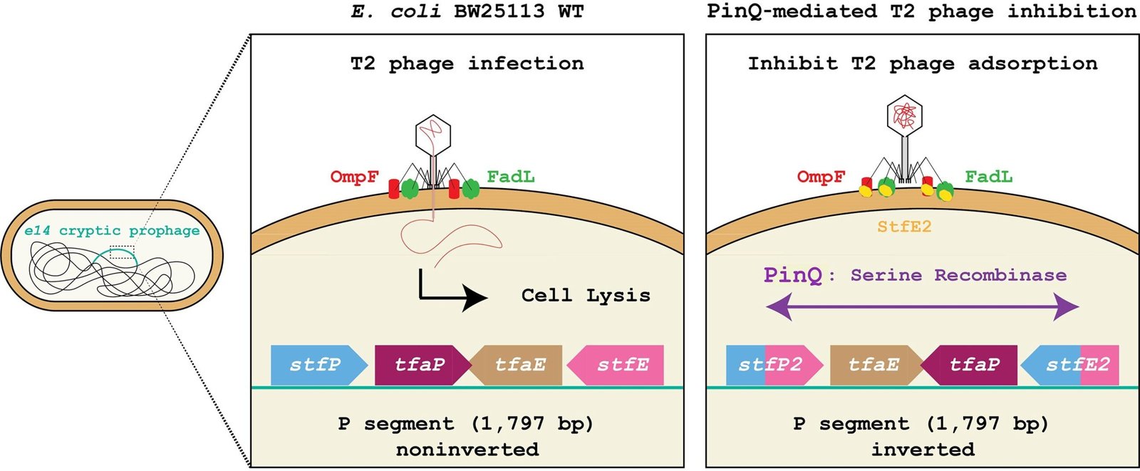 Prehistoric viruses can be used to defend bacterial cells - May 2025