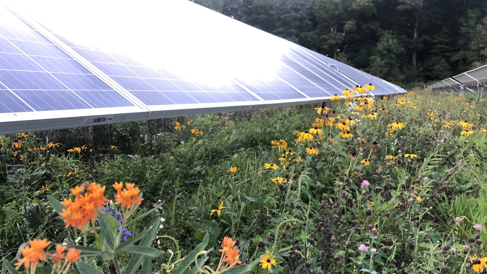 Solar farms can bloom with life, not just energy » Yale Climate ...