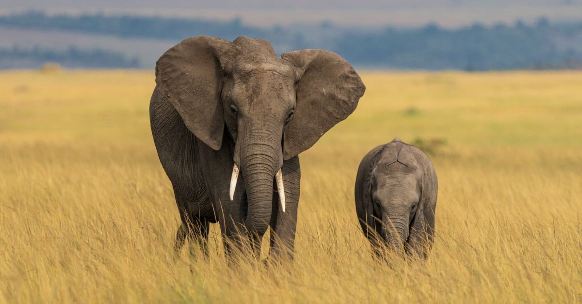 Turf war? Fixing grasslands can ease human-wildlife clashes - March 2025