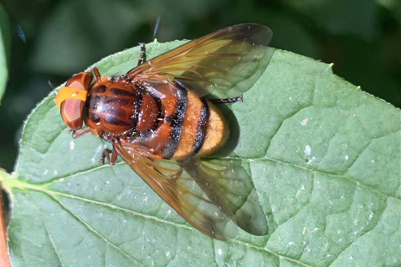 Weather radar data reveal alarming declines in insect populations - May ...