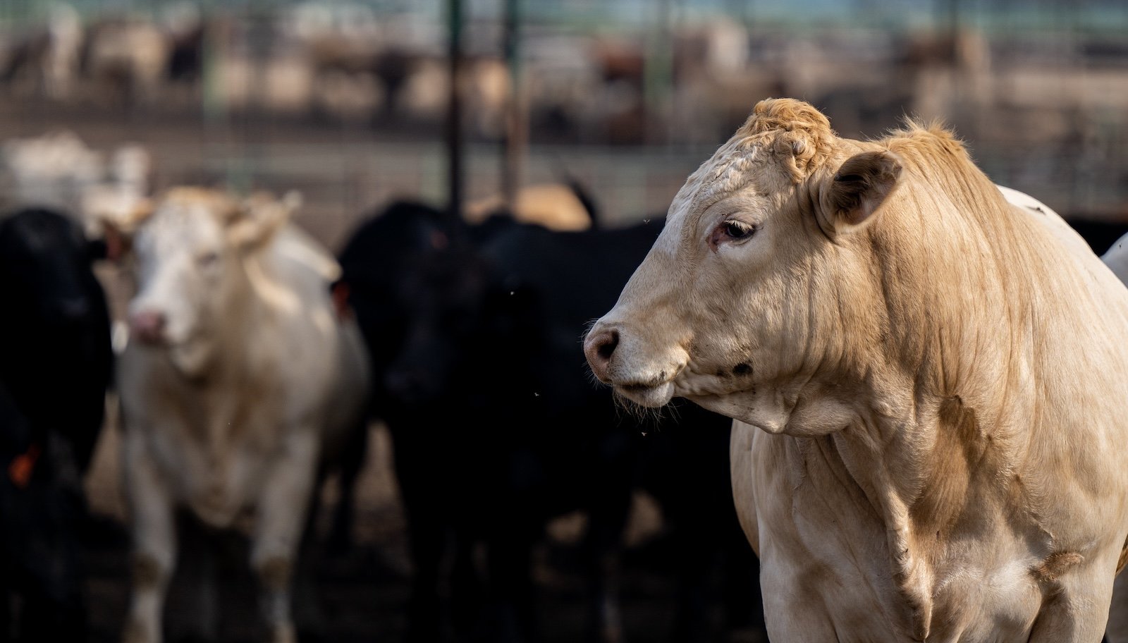 ‘Climate smart’ beef? After a lawsuit, Tyson agrees to drop the label ...