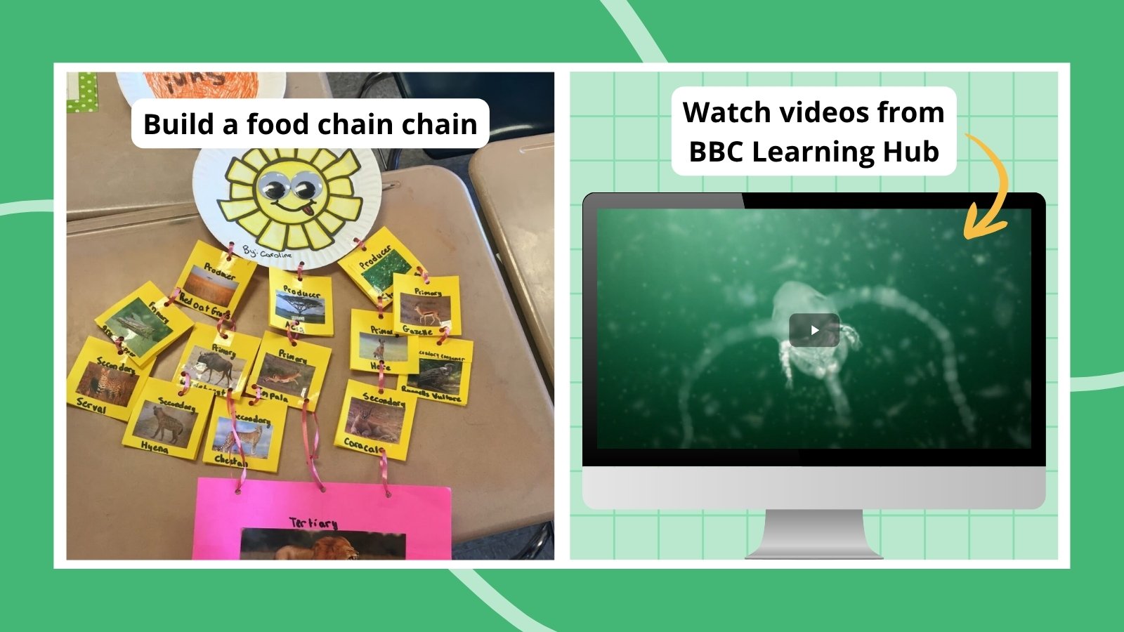 25 Fun Food Web and Food Chain Activities - May 2025
