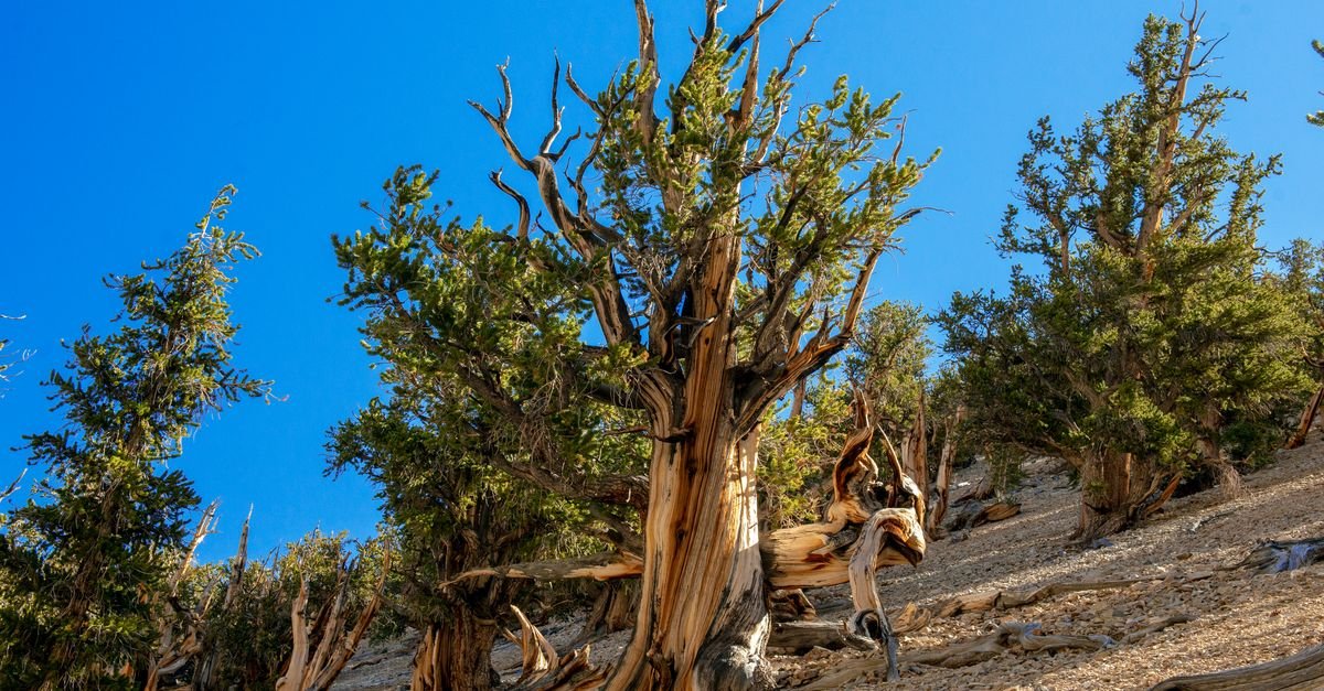 Methuselah: Still the world’s oldest tree? - May 2025