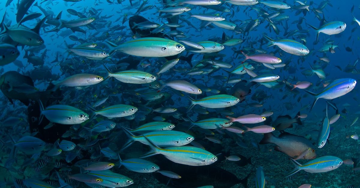 News spotlight: How many fish in the sea? Less than we thought - May 2025