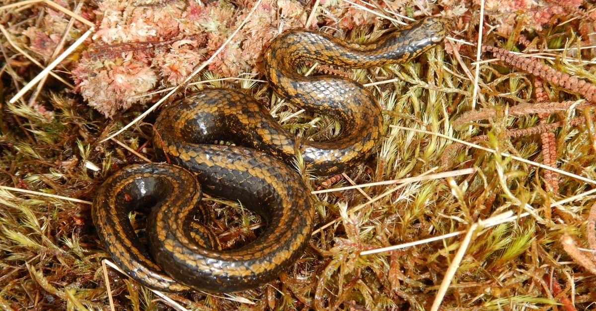 Tachymenoides harrisonfordi: A new snake species named after Harrison ...