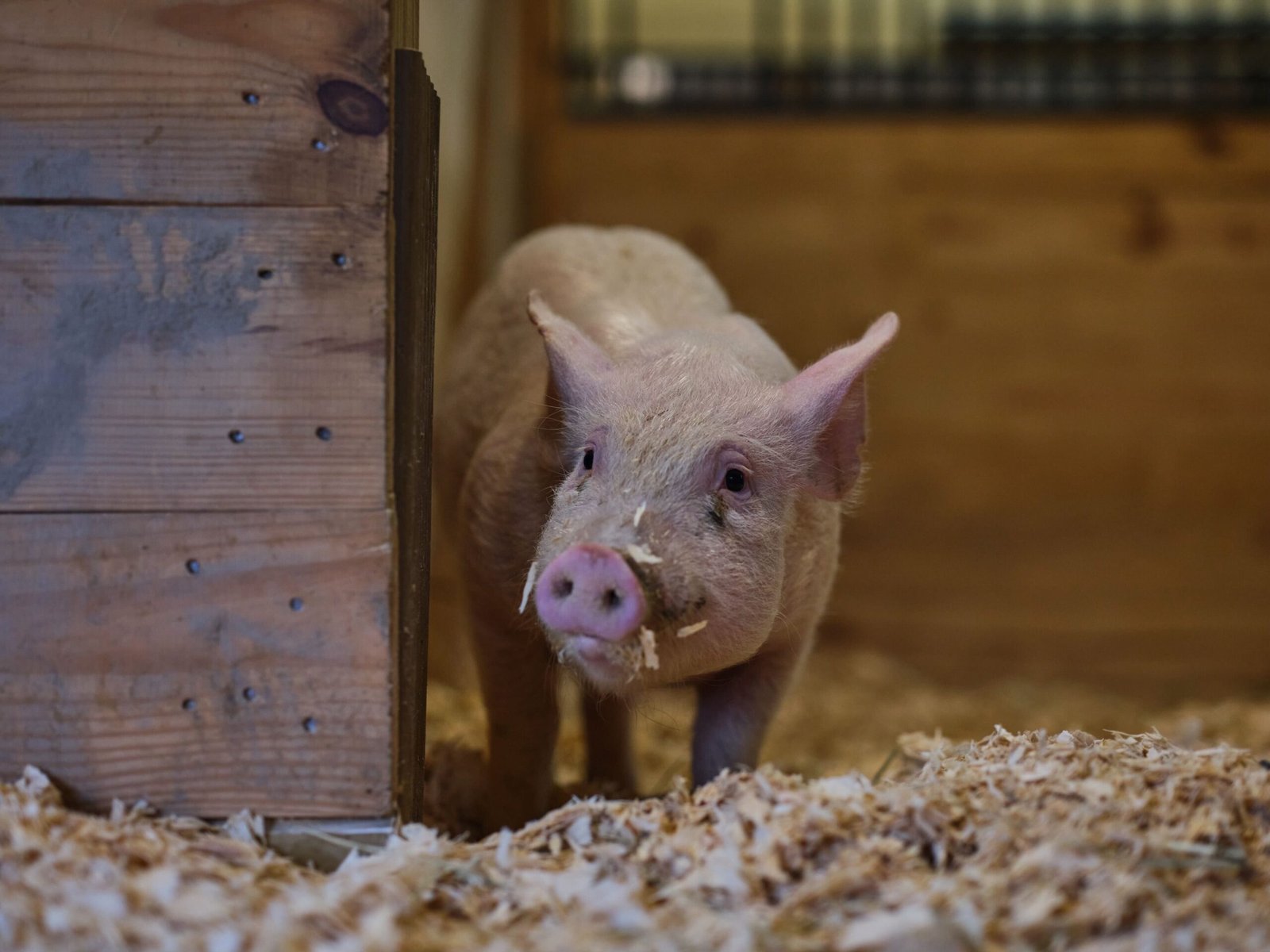 This pig’s bacon was delicious. But she’s alive and well - May 2025
