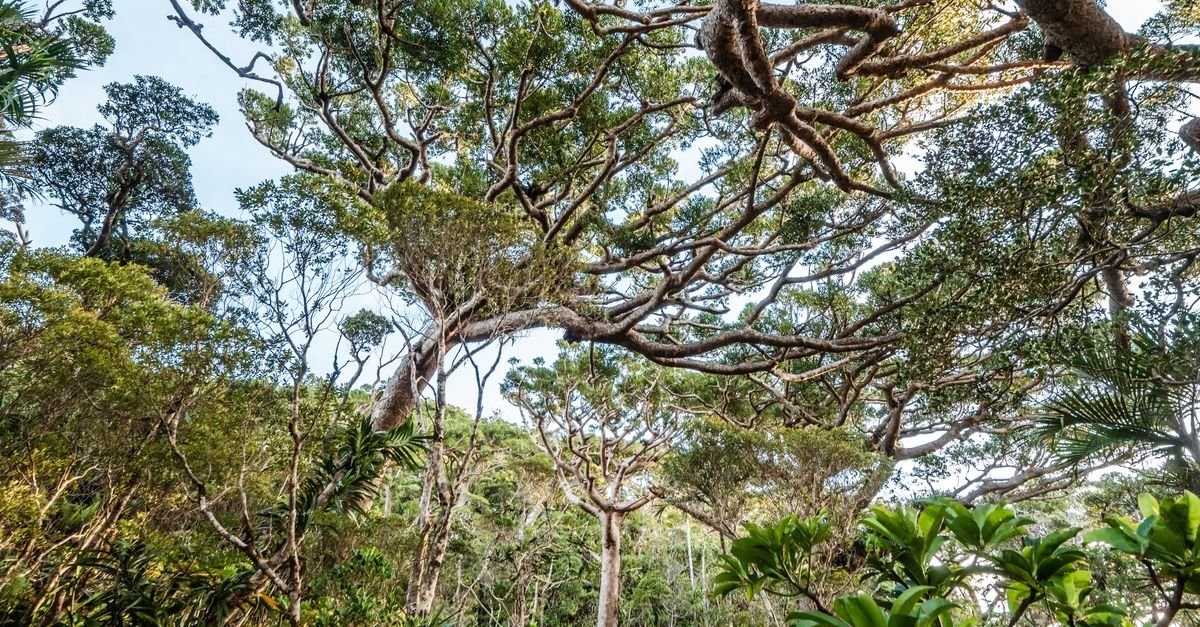 What on Earth are ‘natural climate solutions’? - January 2025