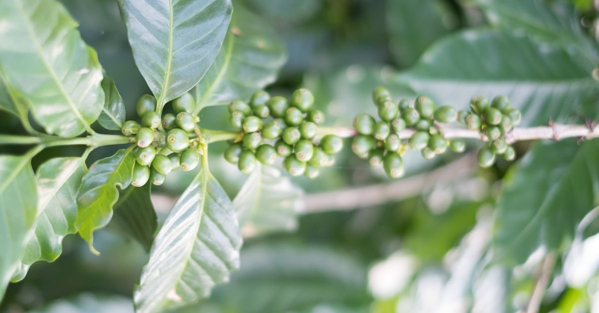 What on Earth is ‘sustainable’ coffee? - May 2025