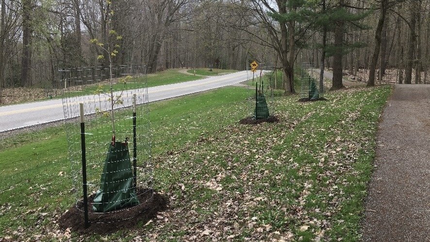 Why your trees need attention during a drought » Yale Climate ...