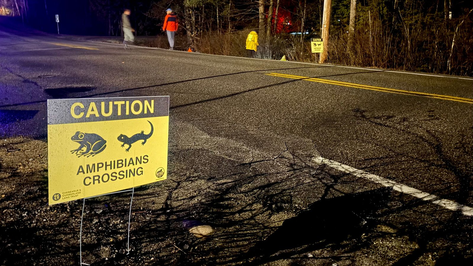 One night a year, humans lead a march of frogs and salamanders - June 2026